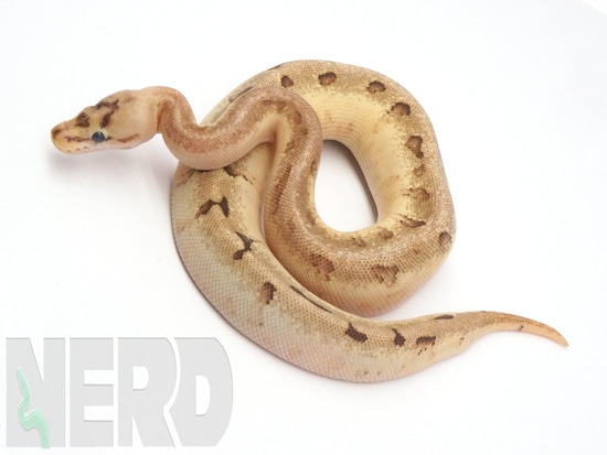 Enchi Spider Lucifer Super Stripe + Ball Python by New England Reptile ...