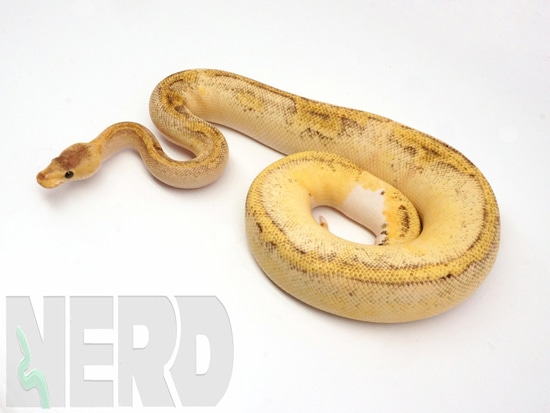 Champagne Odium Ringer + Ball Python by NERD