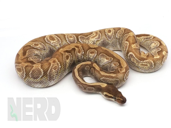 HOLDBACK Mojave Enchi Odium Ball Python by NERD