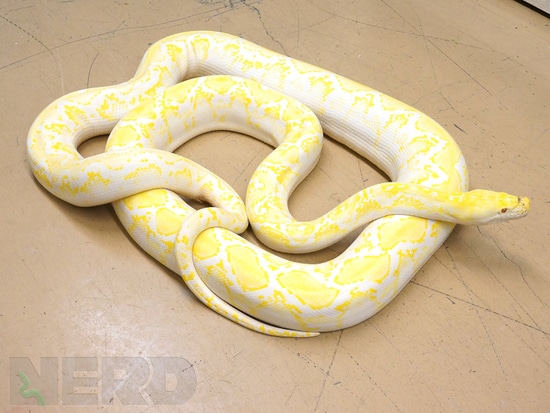 PROVEN BREEDER White Phase Albino Reticulated Python by NERD