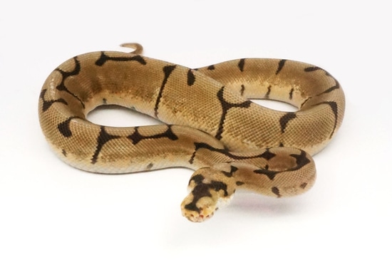 "Dare Devil" Eyeless - Spider Enchi Ball Python by NERD