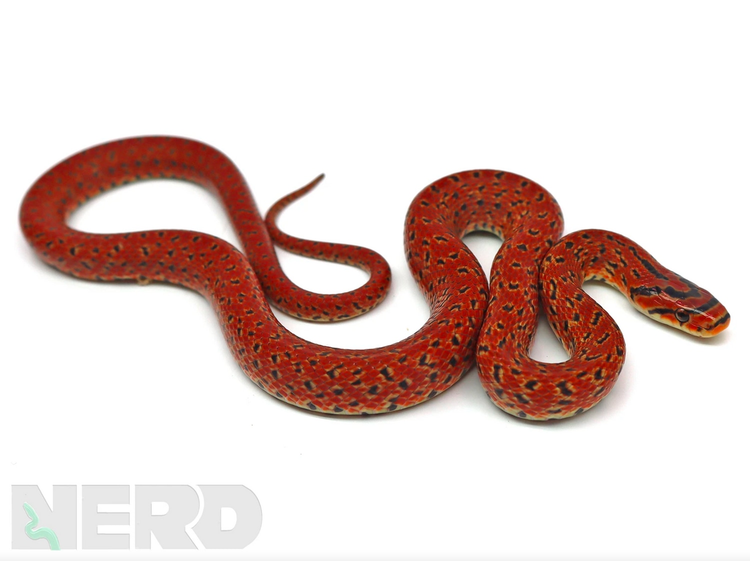 2020 CBB Male Euprepiophis Conspicillatus (Japanese Forest Rat Snake ...