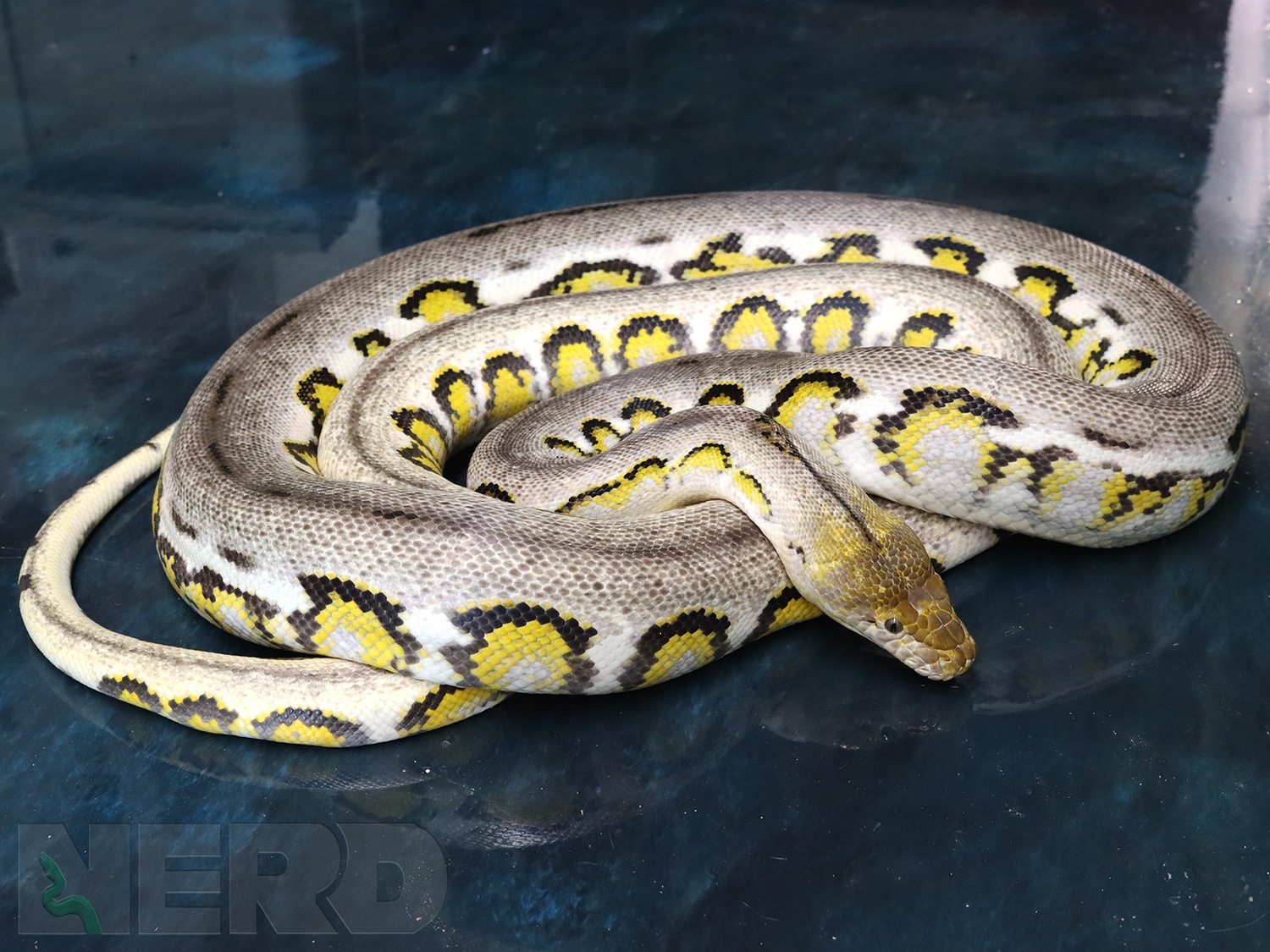 10' Breeder Male Jaguar Platinum Tiger Reticulated Python by New ...