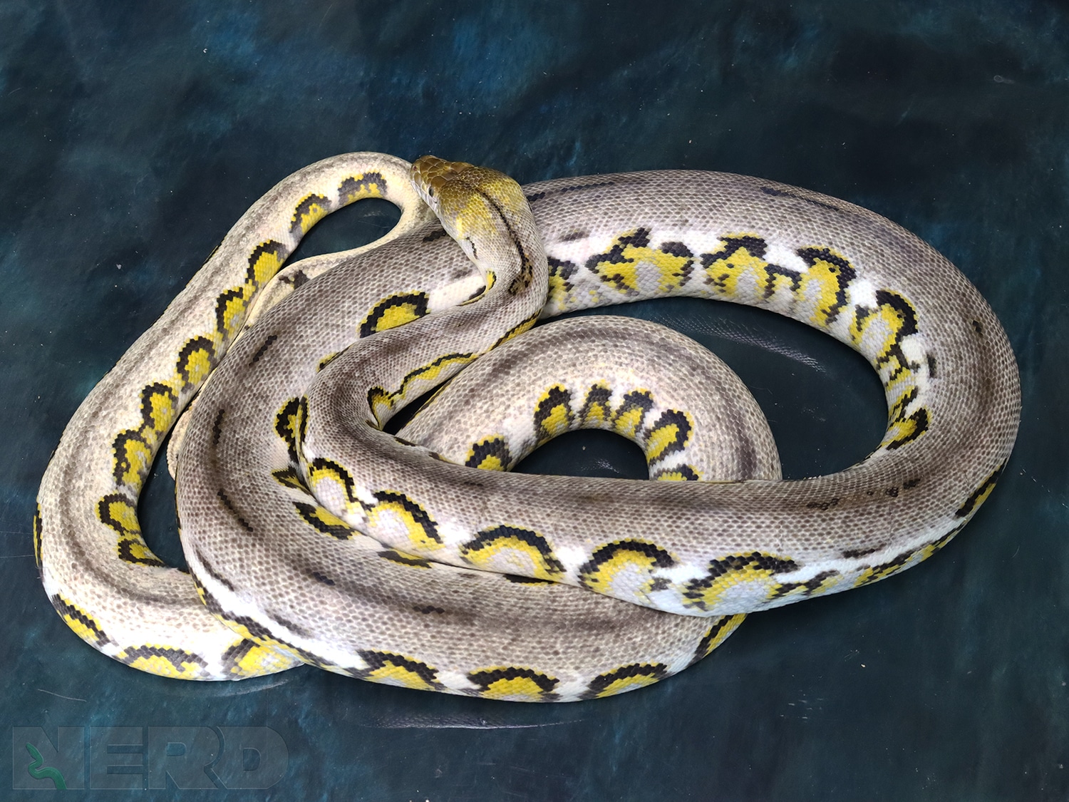 10' Breeder Male Jaguar Platinum Tiger Reticulated Python by New ...