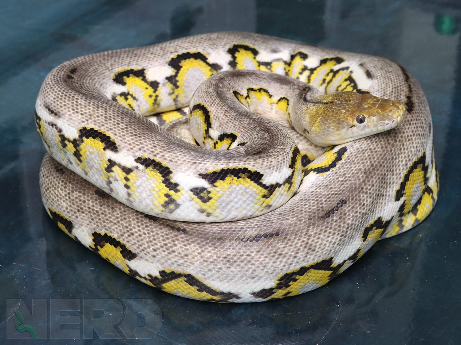 10' Breeder Male Jaguar Platinum Tiger Reticulated Python by New ...