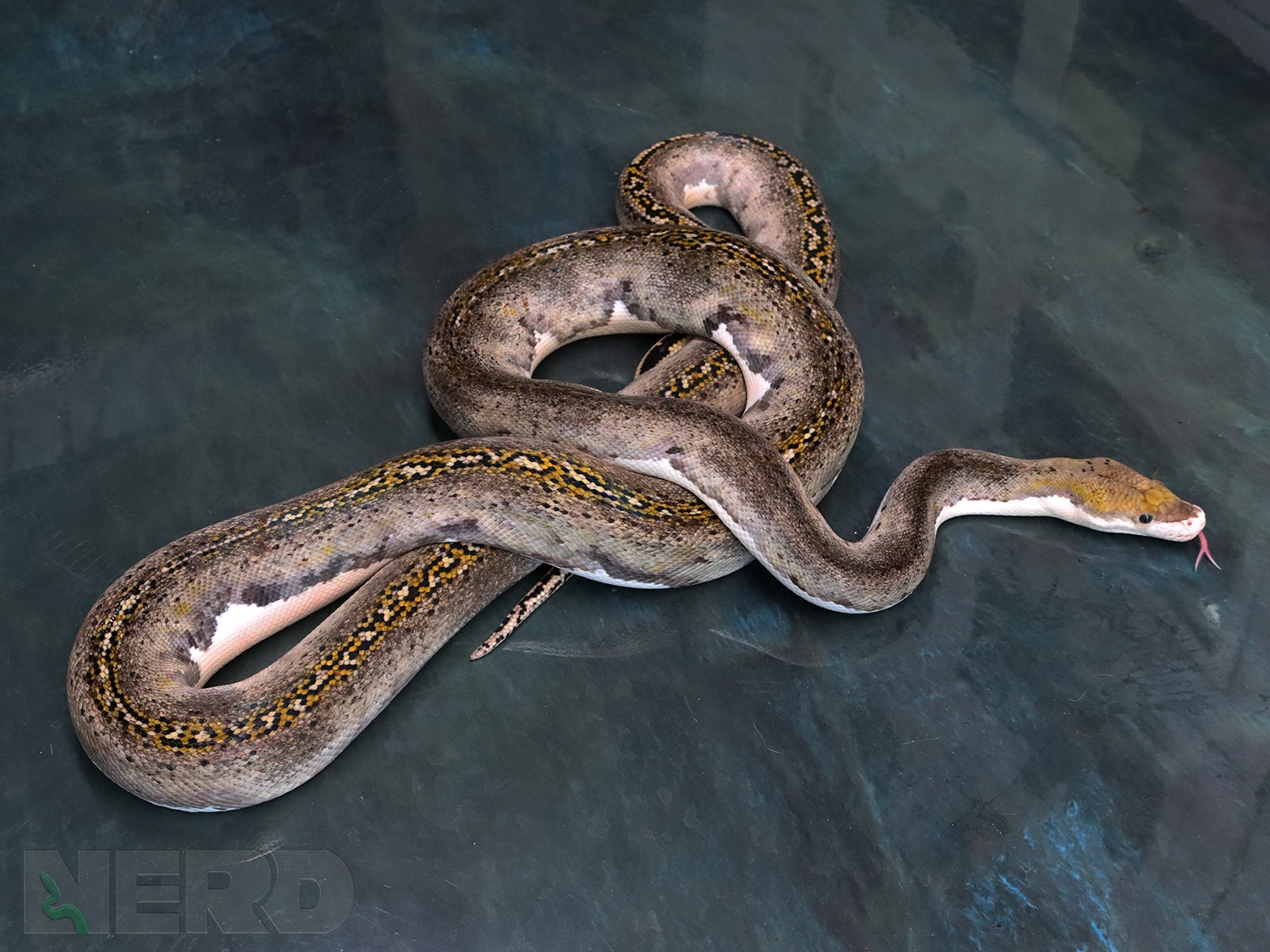 2018 Female Low White Piebald Het Albino Reticulated Python by New ...