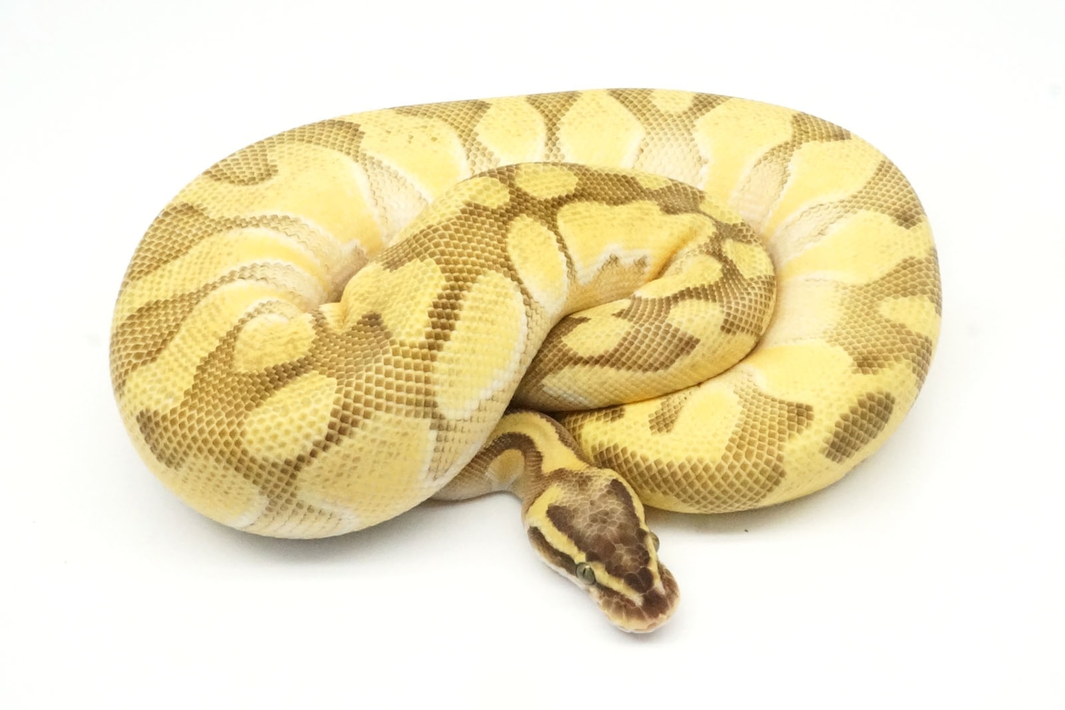 2019 Lesser Enchi Malum (From Odium) Ball Python by New England Reptile ...