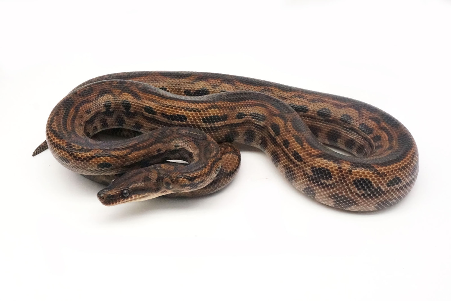 -AMAZING- Striped Brazilian Rainbow Boa by New England Reptile ...