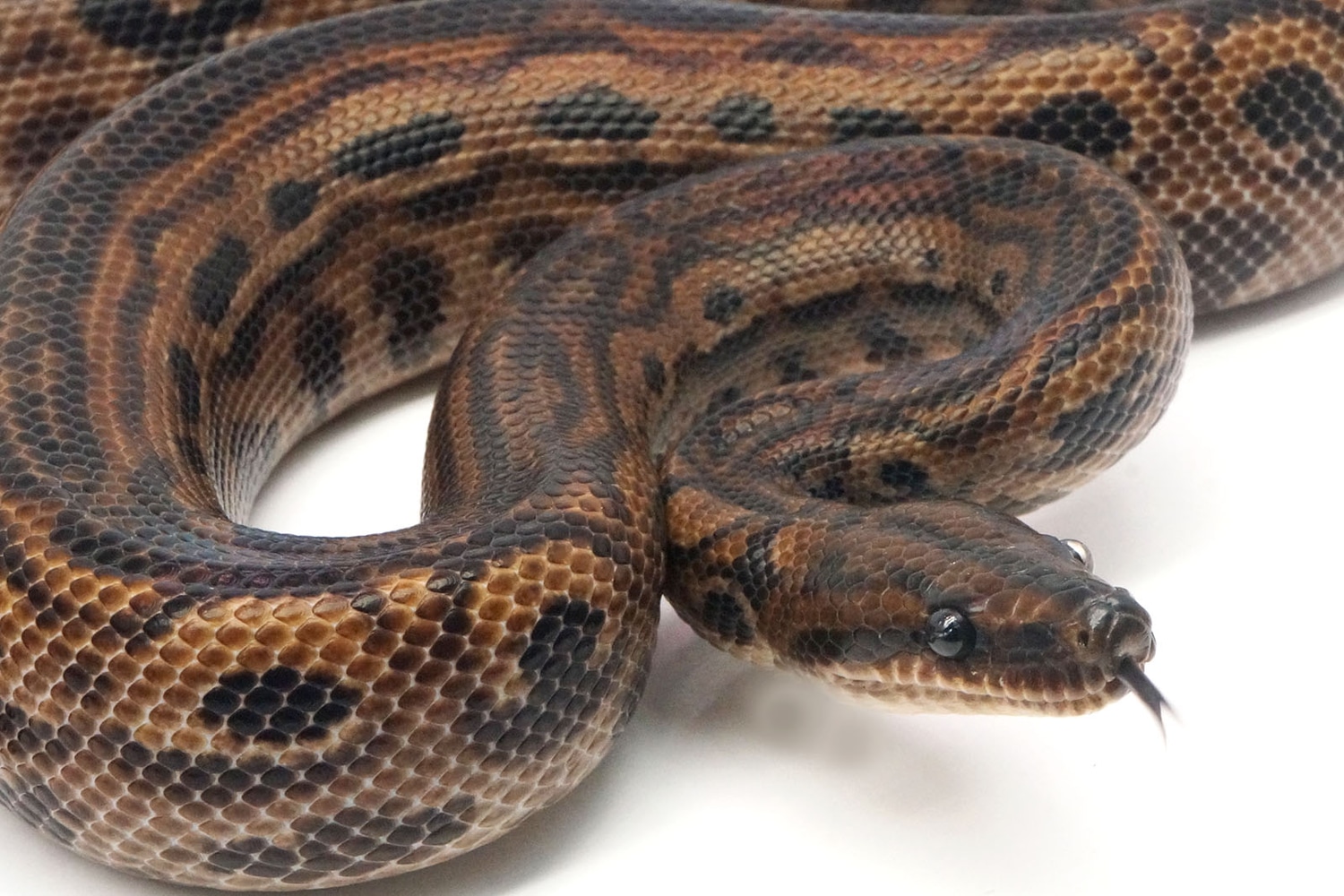 -AMAZING- Striped Brazilian Rainbow Boa by New England Reptile ...