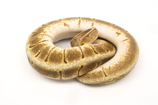 Enchi Spinner Yellowbelly Possible Orange Dream (From Bald) Ball Python ...