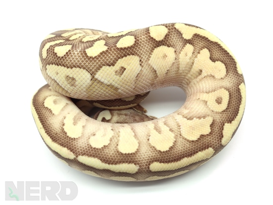 Pastel Lesser Yellowbelly Lucifer + Ball Python by New England Reptile ...