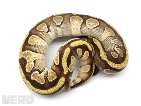 Mojave Enchi Odium Ball Python by New England Reptile Distributors