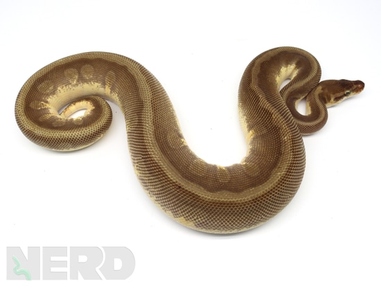 Hidden Gene Woma Mojave Enchi Yellowbelly Odium + Ball Python by New England Reptile Distributors
