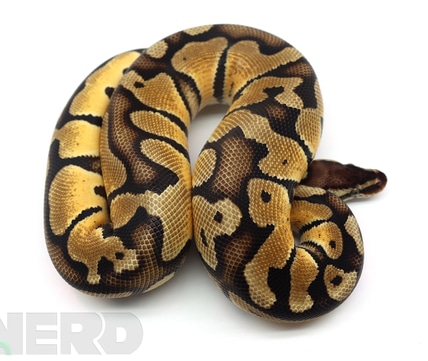 Super Pastel Crypton Hidden Gene Woma Possible Yellowbelly Possible Het ...