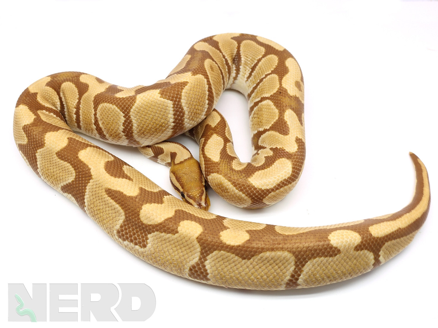 2018 Male Ultramel Ball Python by New England Reptile Distributors ...