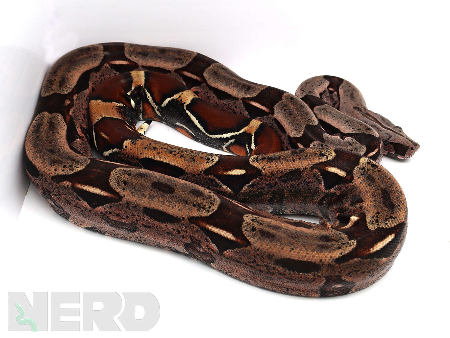 Sub-Adult Long Term Captive Female Guyana Boa True Red-tailed Boa ...