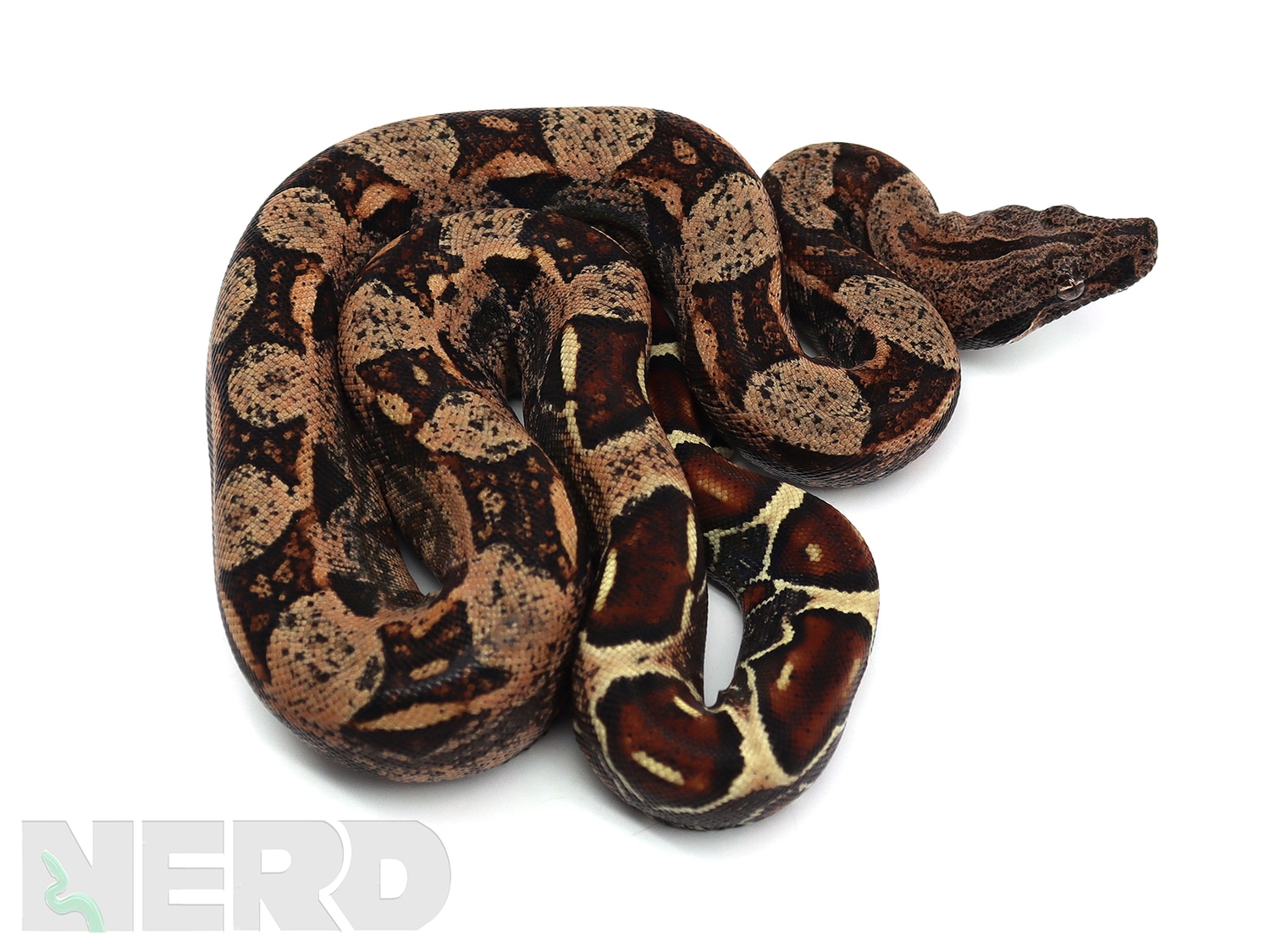 IMG Jungle Possibble Het Albino Boa (Lipstick Line) Boa Constrictor by ...