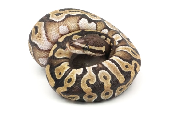 Mojave Microscale Ball Python by NERD