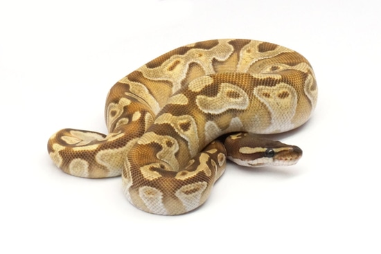 Mojave Enchi Ball Python by NERD