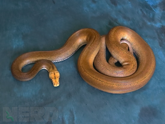 2018 Male Goldenchild Orange Ghost Stripe Reticulated Python by New ...