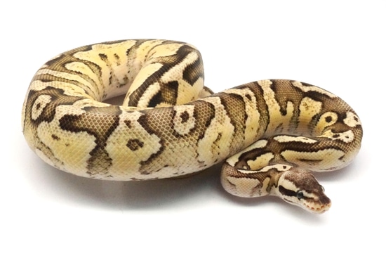 Super Pastel Yellowbelly Fader Lucifer + Ball Python by New England ...