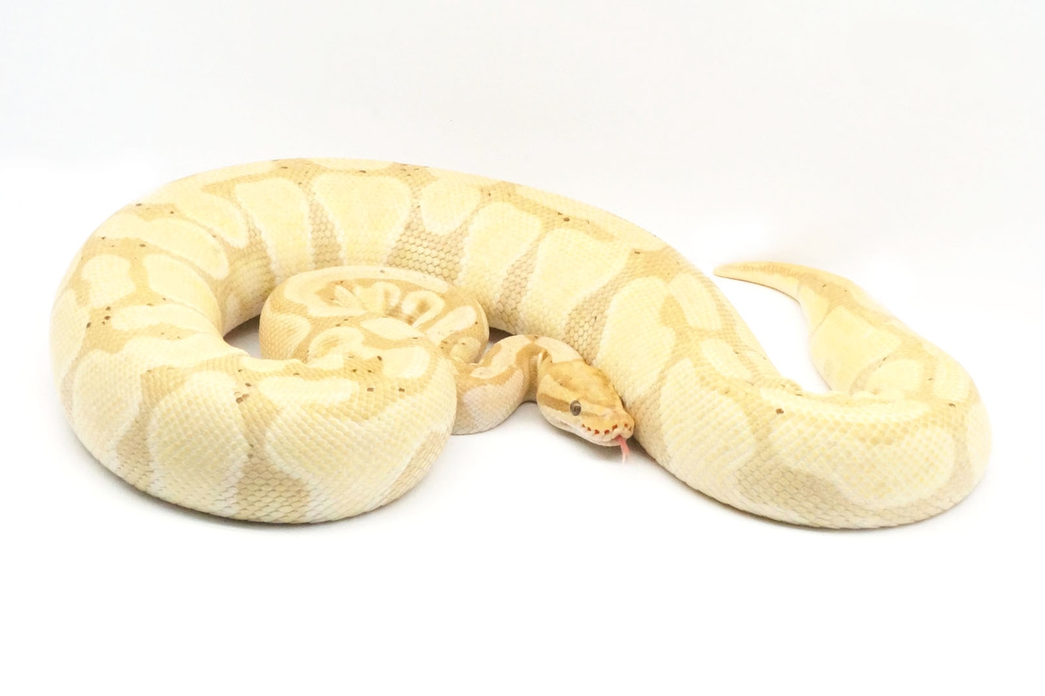 Coral Glow Enchi Ball Python by New England Reptile Distributors ...