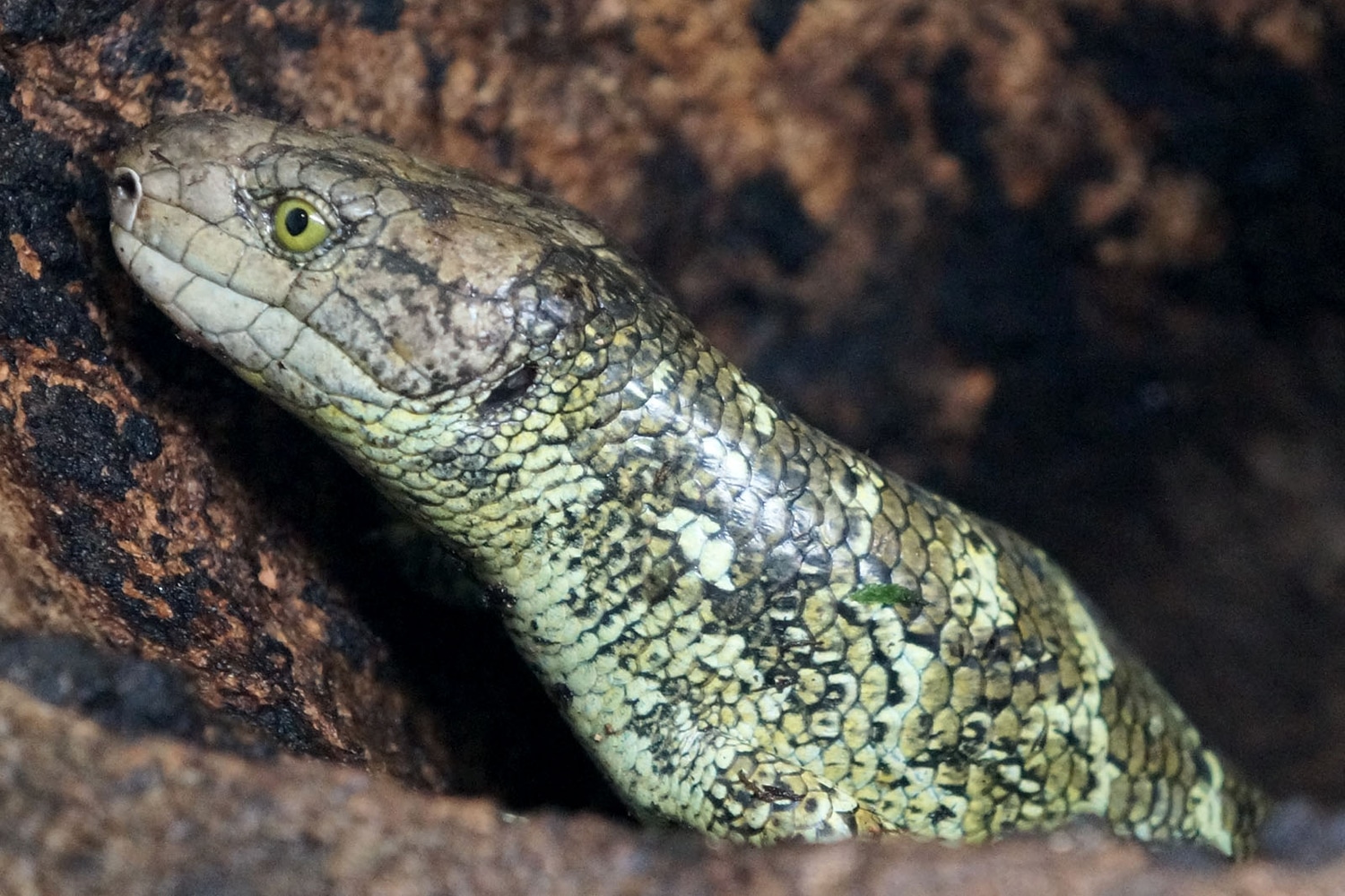 Monkey-Tail Skinks Monkey-tailed Skink by New England Reptile ...