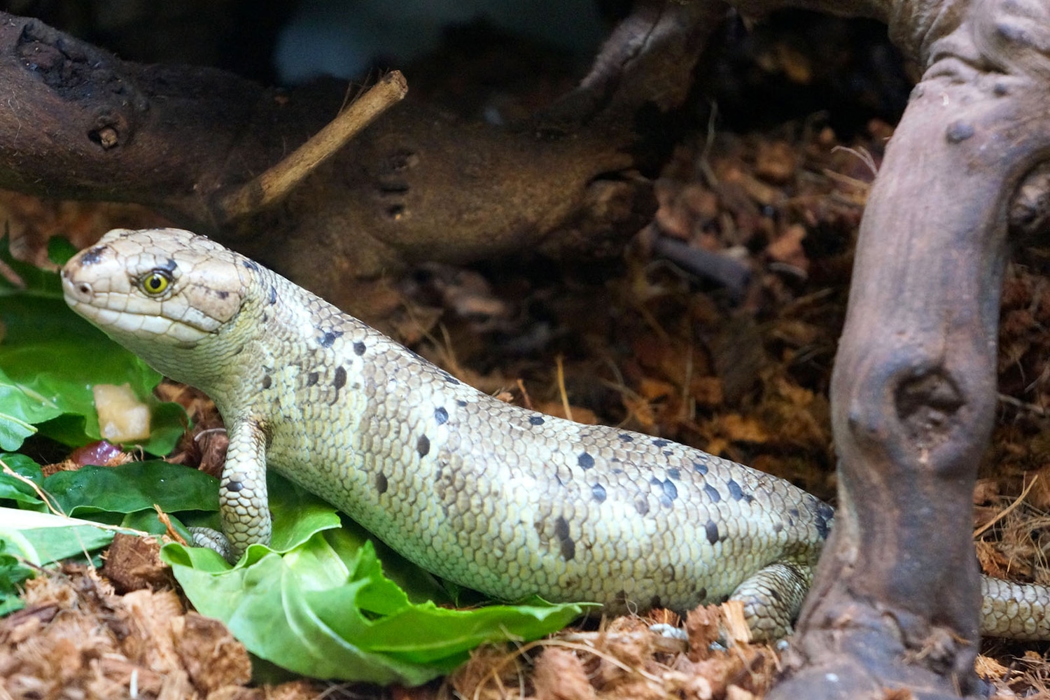 Monkey-Tail Skinks Monkey-tailed Skink by New England Reptile ...