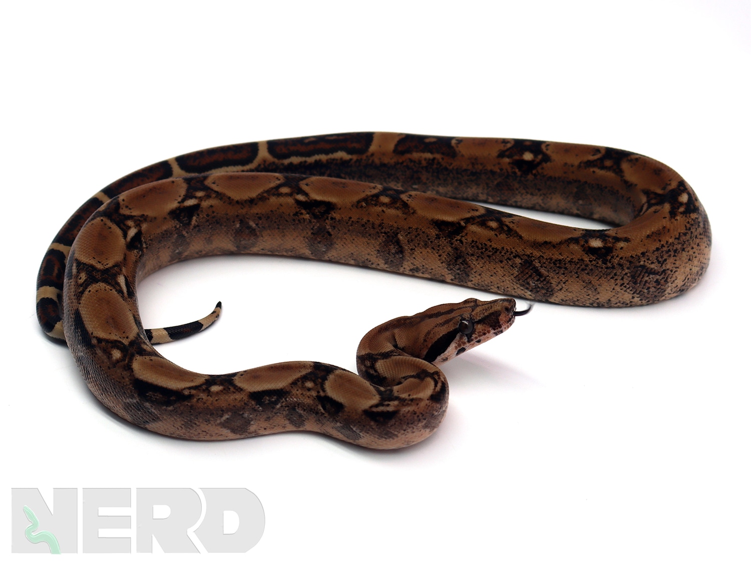 Jungle Blood Boa Boa Constrictor by New England Reptile Distributors ...
