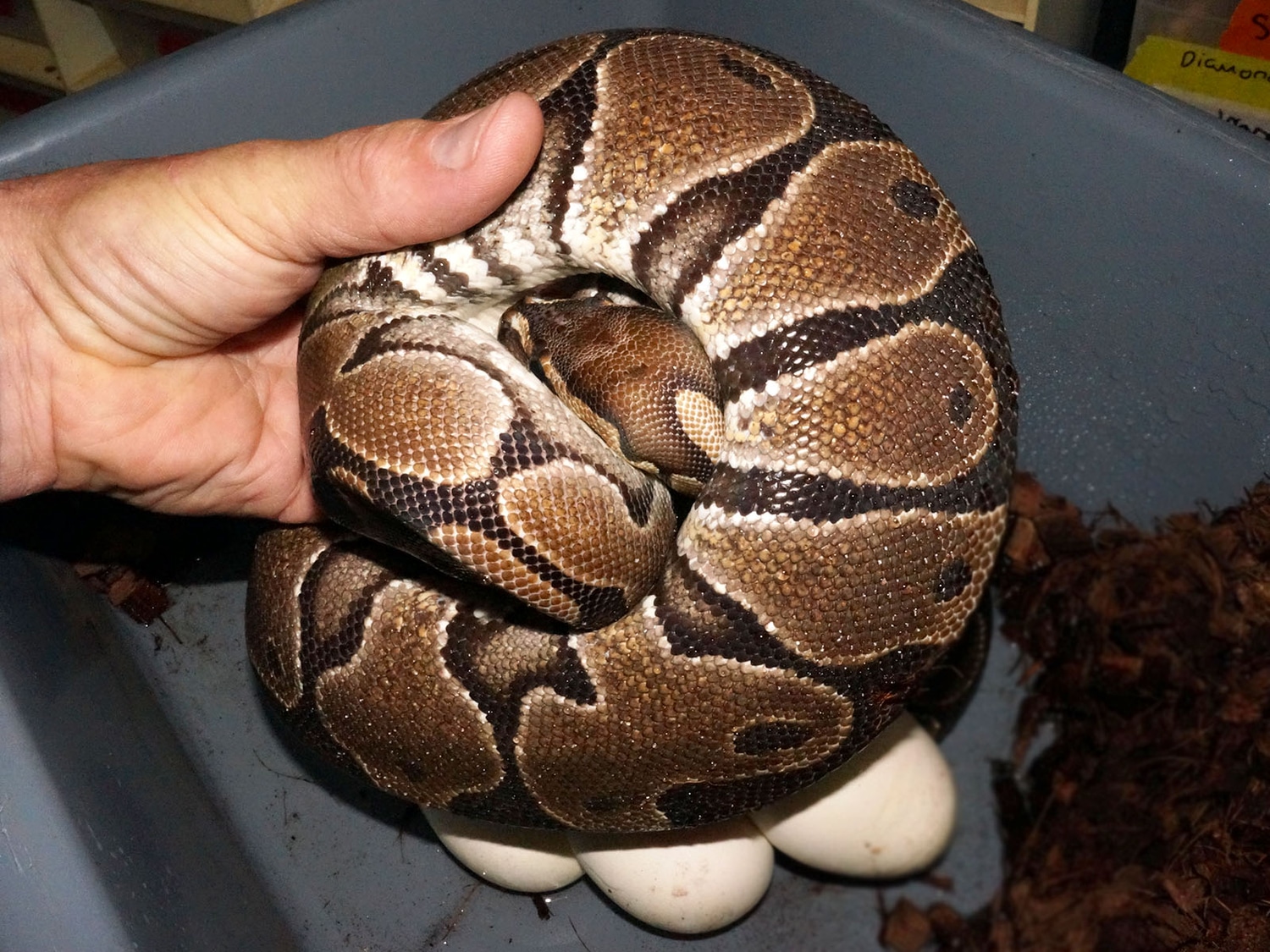 Microscale *PROVEN BREEDER* Ball Python by New England Reptile ...