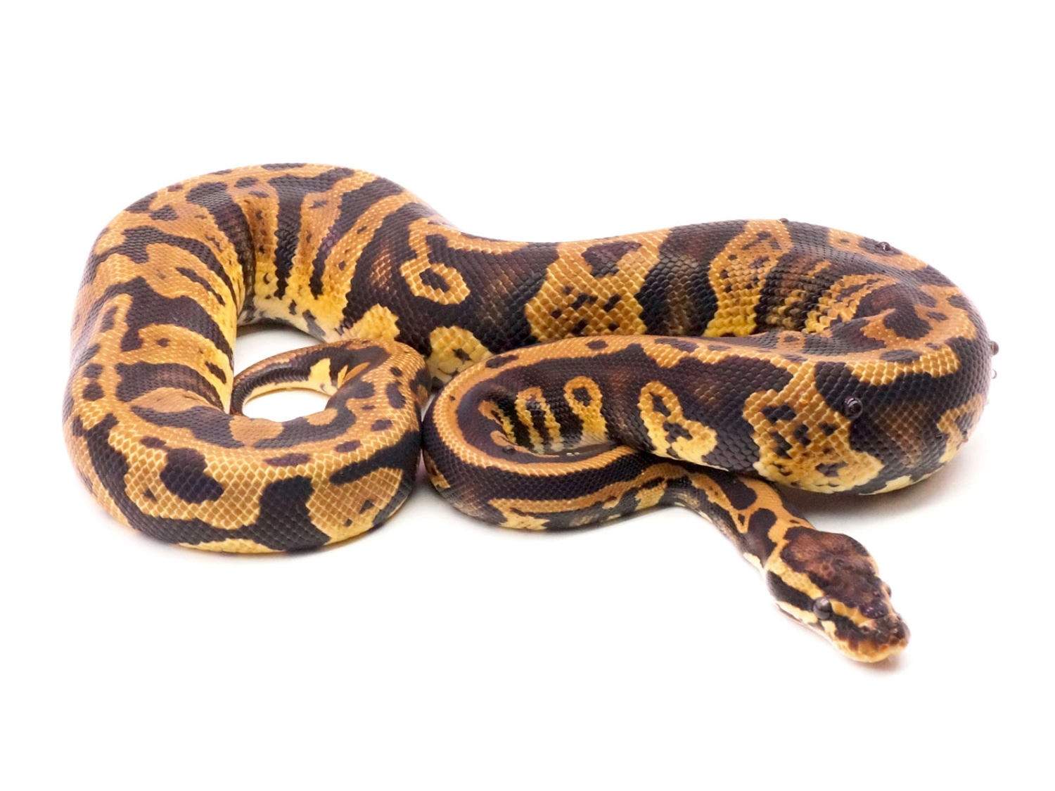 Young Proven Breeder Pastel Confusion Ball Python by New England ...