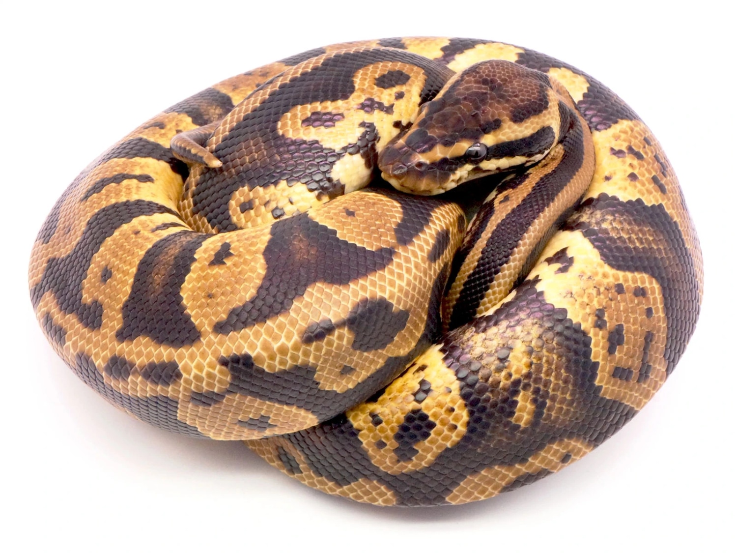 Young Proven Breeder Pastel Confusion Ball Python by New England ...