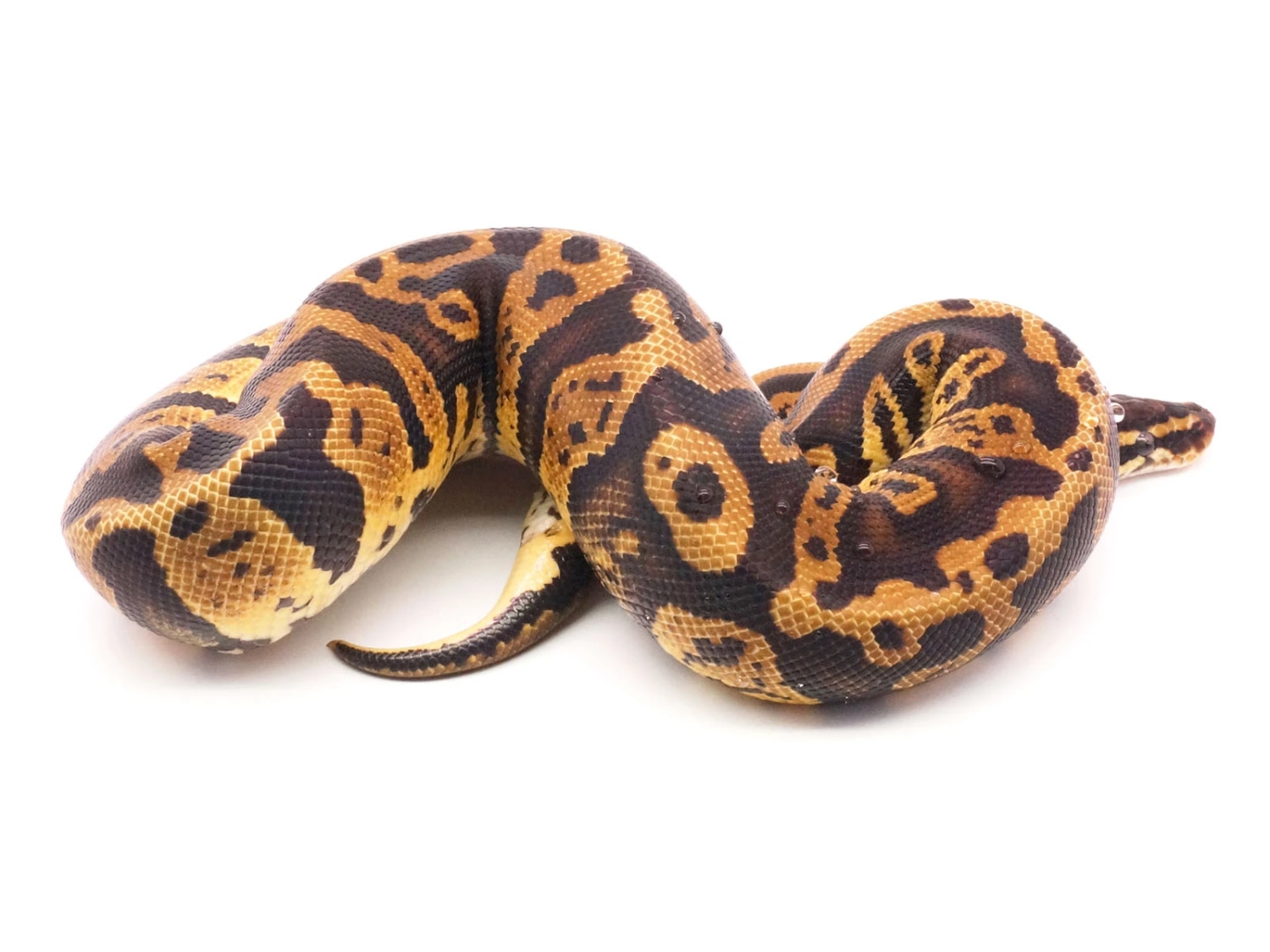 Young Proven Breeder Pastel Confusion Ball Python by New England ...