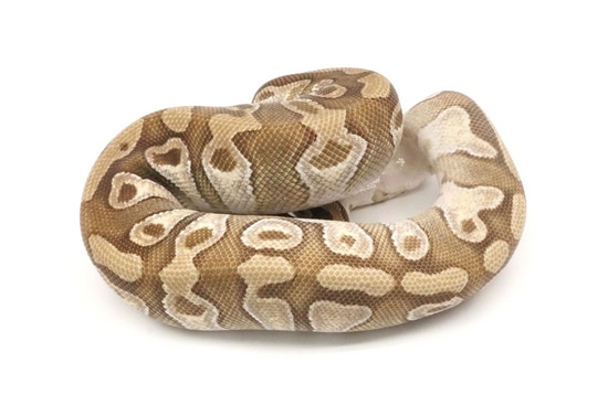 Mojave Enchi Fader + Ball Python by NERD