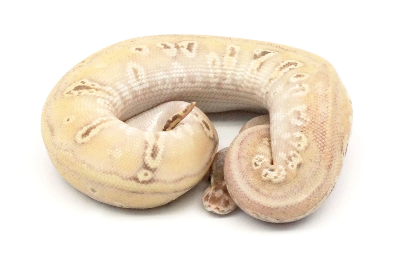 Pastel HGWG Mojave Odium Lucifer Super Fader Ball Python by New England ...