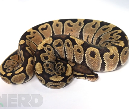 Super Pastel Pinstripe Desert Ghost Poss Het Clown Poss Het Ghost Ball ...