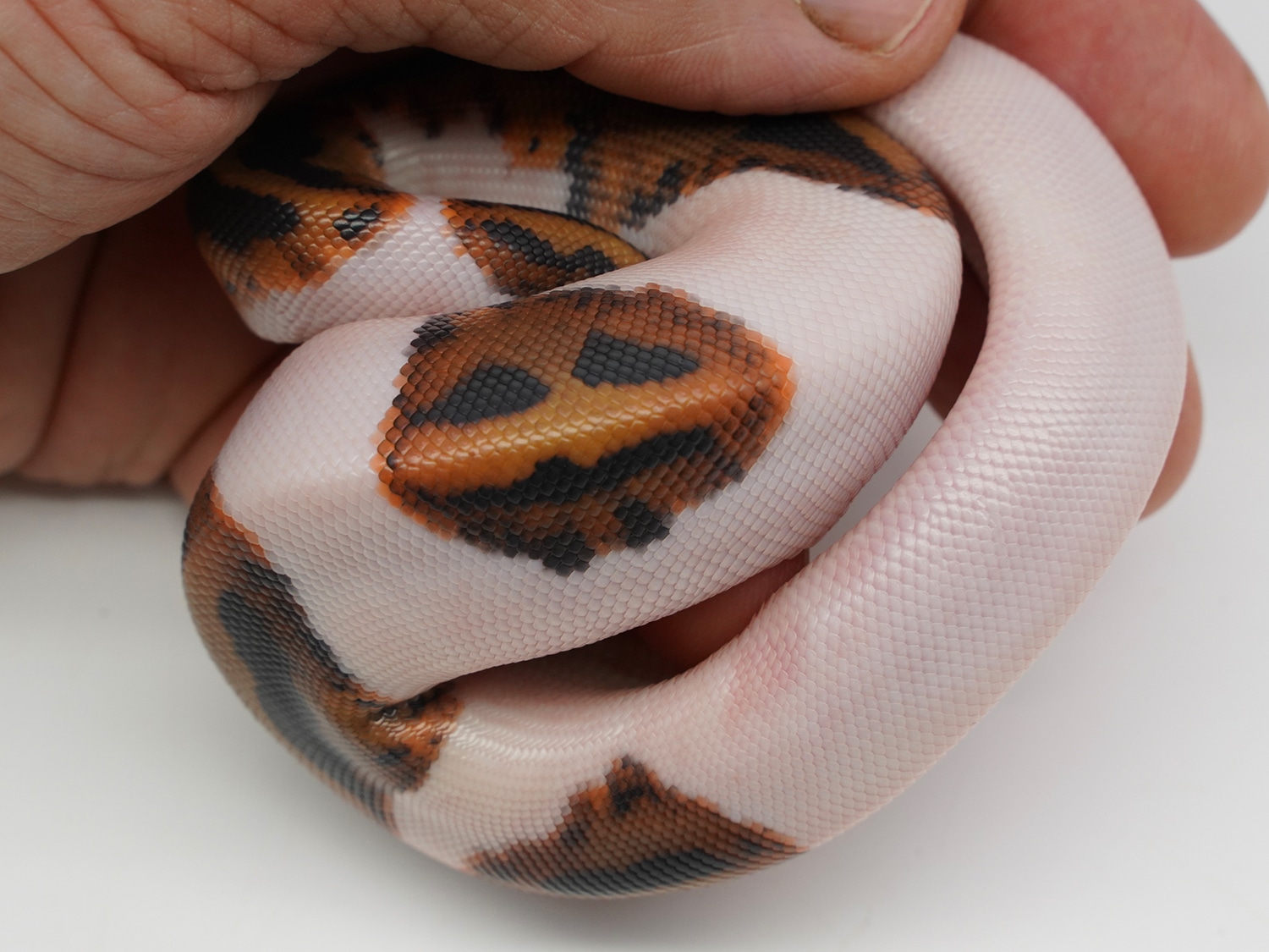 2021 Male Leopard Piebald "Jack-O-Lantern" Ball Python by New England ...