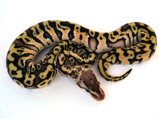 Pastel Granite Hidden Gene Woma Het Clown Ball Python by NERD