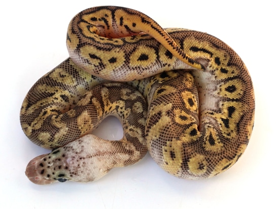Inferno EMG Clown Ball Python by NERD