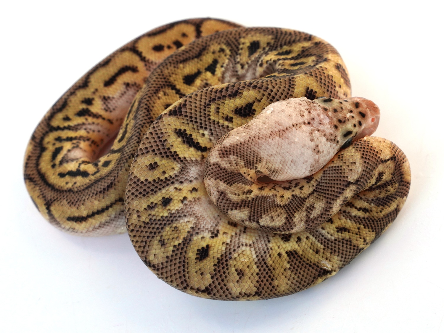 Inferno EMG Clown Ball Python by New England Reptile Distributors ...