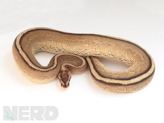 Spector Yellowbelly Calico Ball Python by NERD