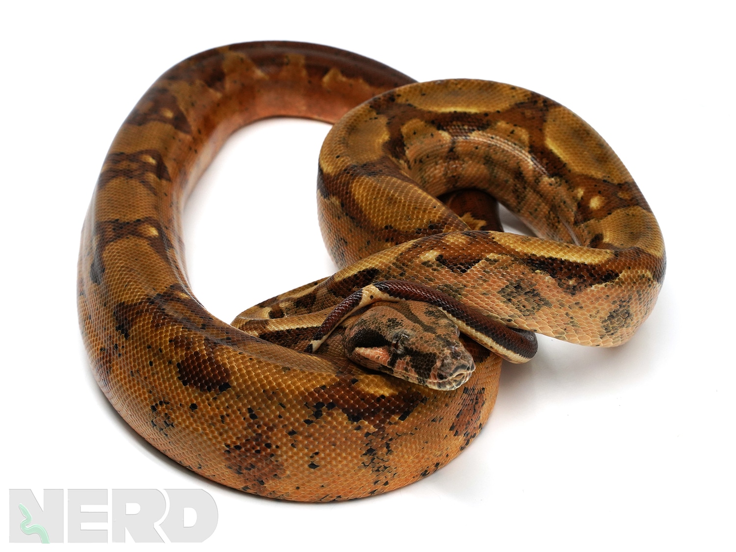 Female Hypo Blood Het Sharp Sunglow Boa Constrictor by New England ...