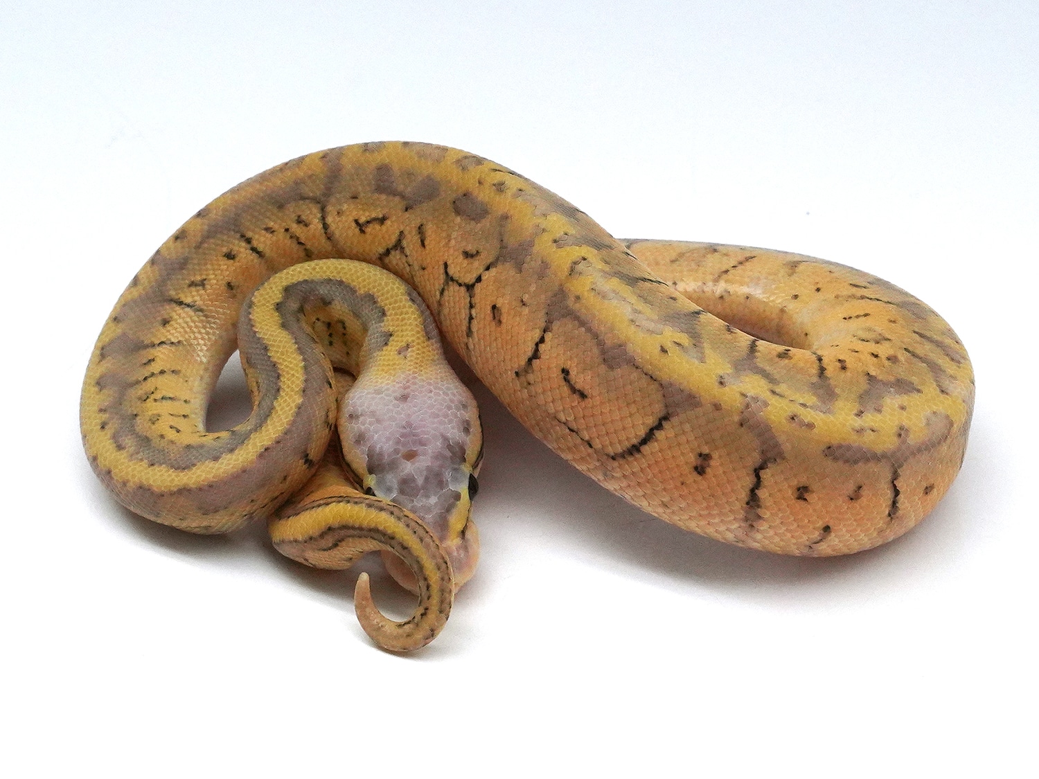 Super Pastel Pinstripe Desert Ghost Poss Het Clown Poss Het Ghost Ball ...