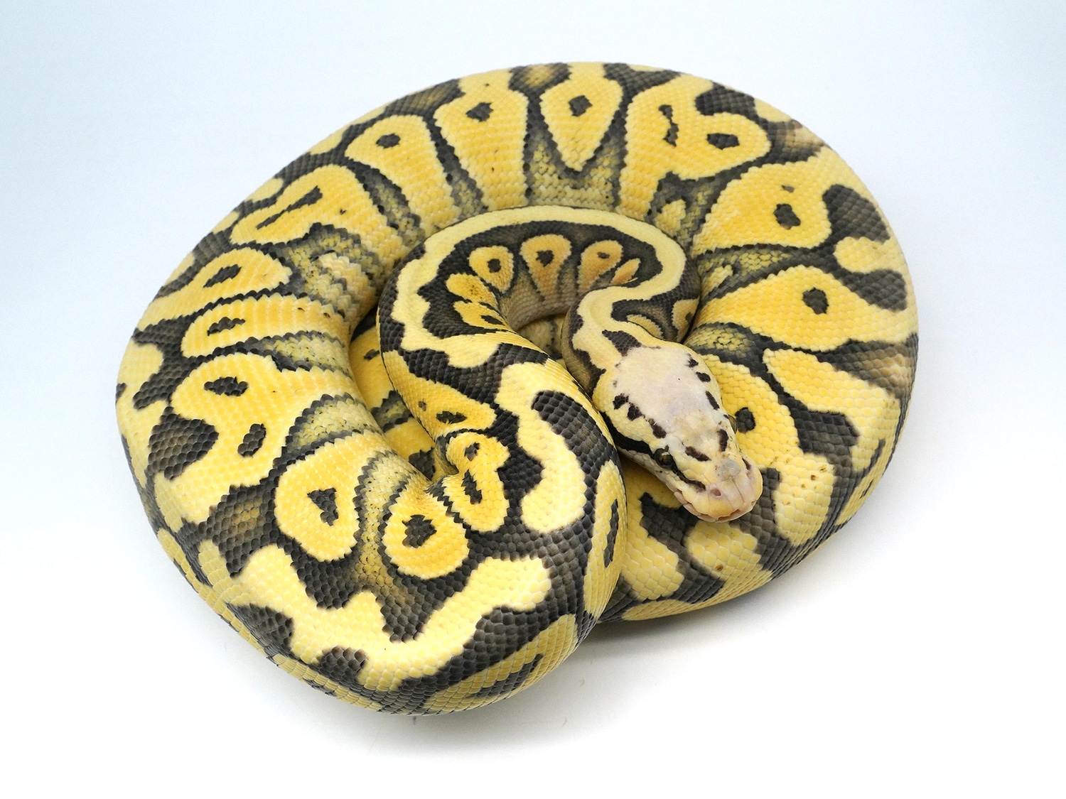 2021 Male Super Pastel Pinstripe Desert Ghost Poss Het Clown Poss Het ...