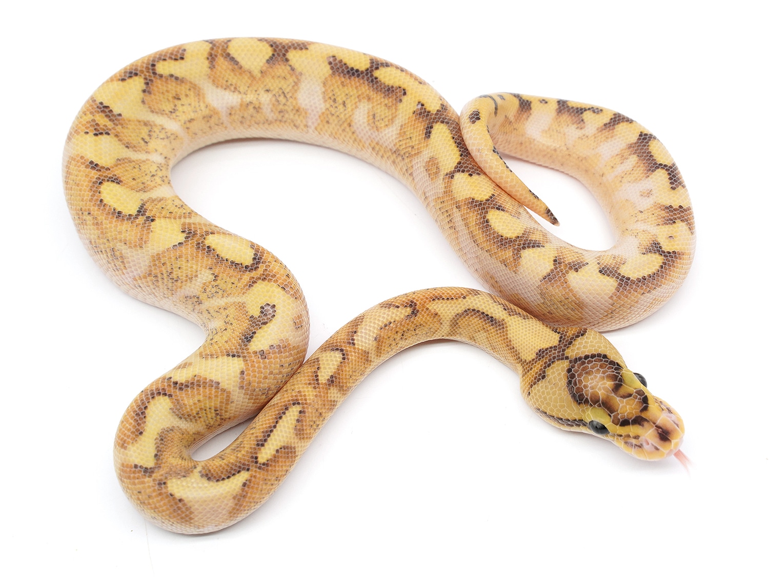 Spider Freeway Ball Python by New England Reptile Distributors ...