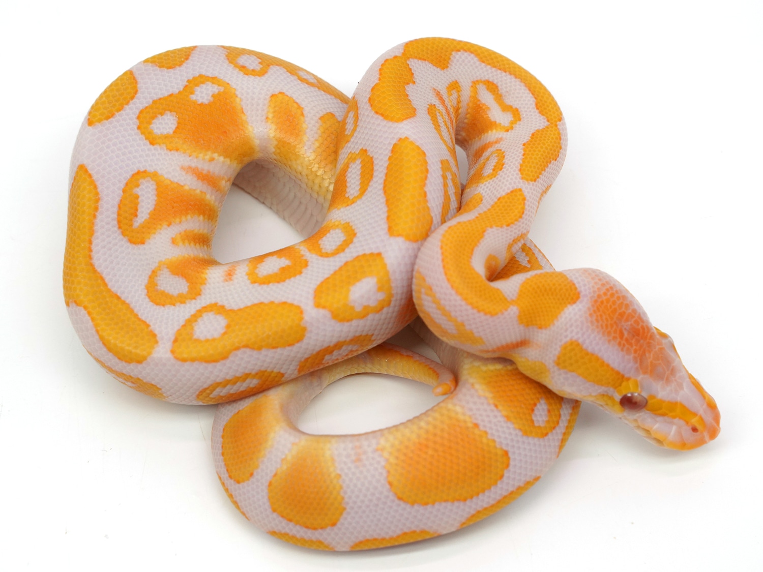 2021 Female Lavender Albino Confusion Gene Ball Python by New England ...