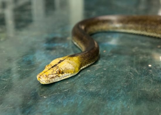 Male Goldenchild Phantom (RS) Reticulated Python by New England Reptile ...
