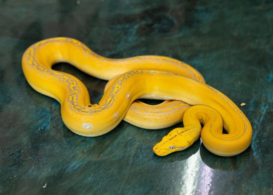 Female Citrus Purple Albino Tiger Goldenchild (RS) Reticulated Python ...