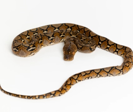 Golden Child Cow Reticulated Python by New England Reptile Distributors ...