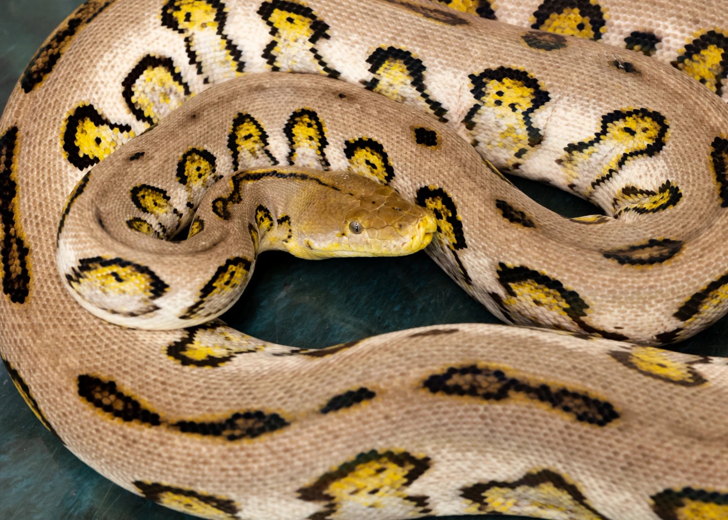 Proven Breeder Jaguar Double Het Snow (RS) Reticulated Python by New ...